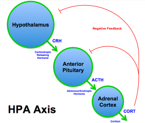 What You Need to Know About Your HPA Axis in Order to Manage Irritability More Effectively